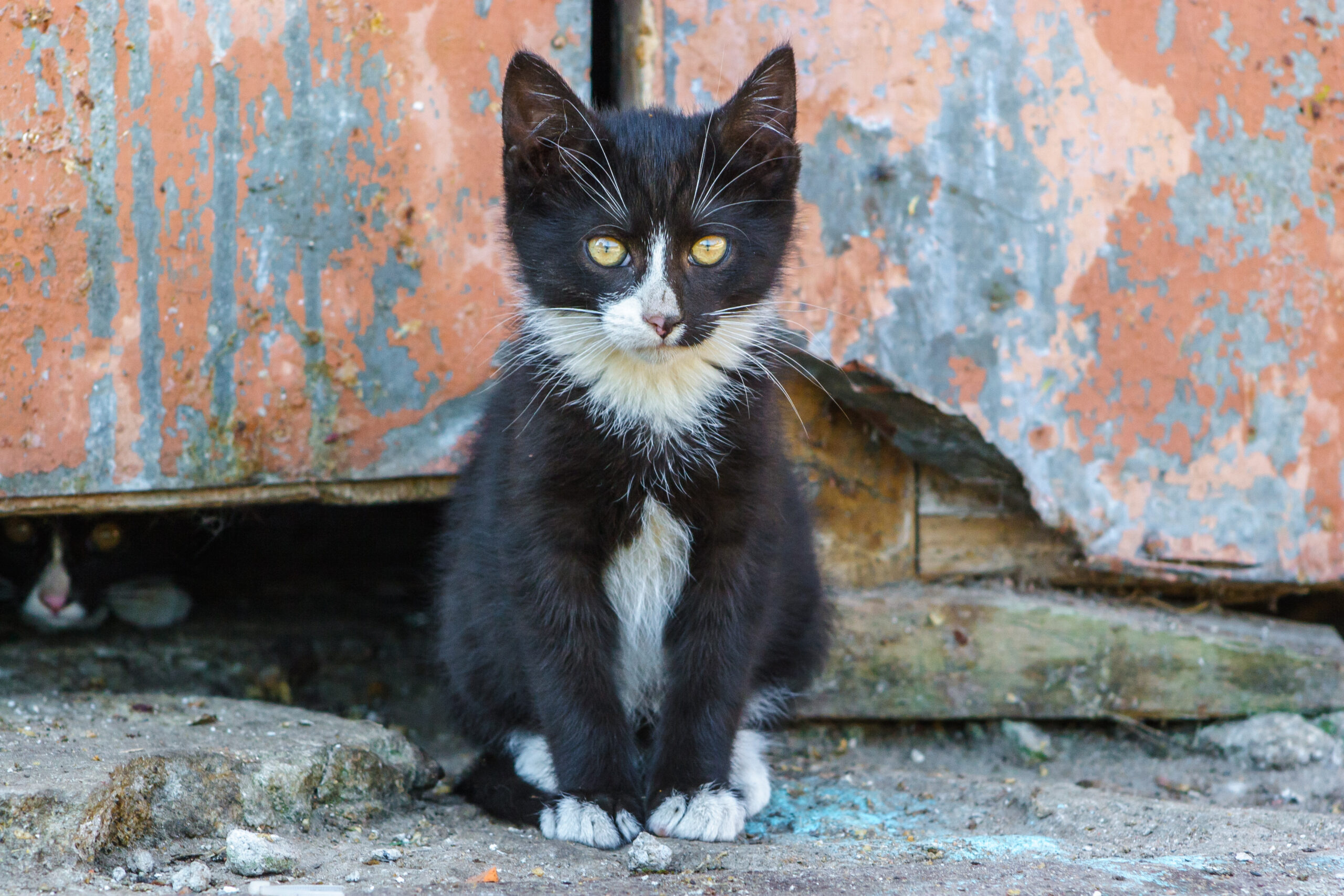 Que faire si l’on trouve des chatons dans la rue ? › PACS